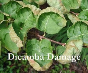 Farmers sue Monsanto over Dicamba – farmers in 10 states
